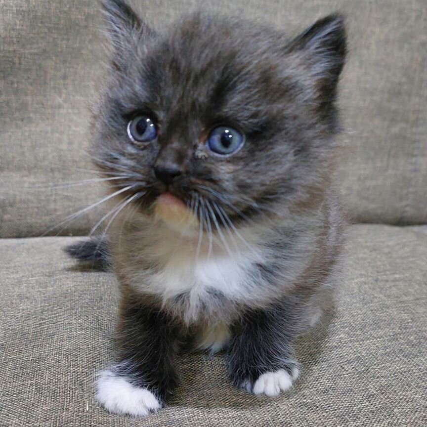 Котята в добрые руки бесплатно