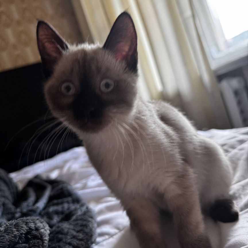 Котёнок в добрые руки