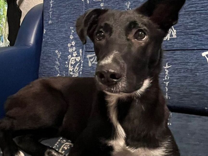 Собака в добрые руки отдам бесплатно