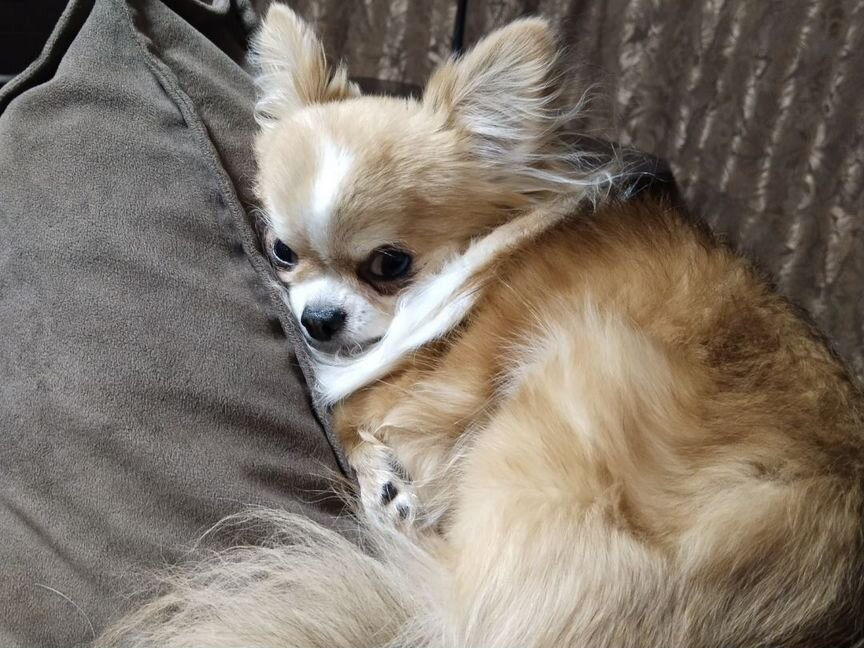 Вязка, длиношерстный мини