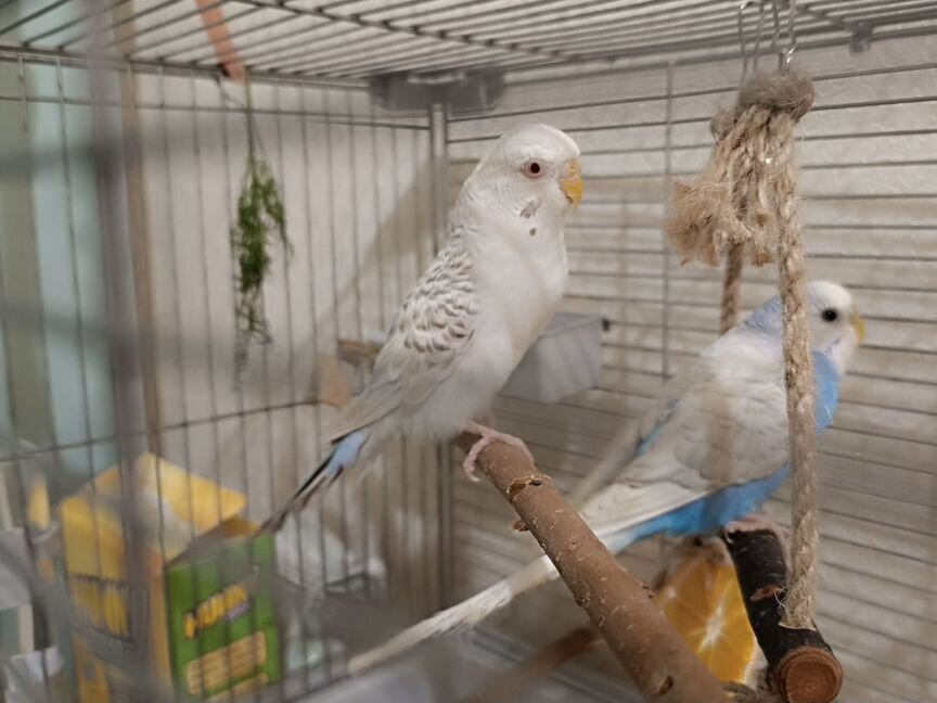 Волнистый попугай девочка