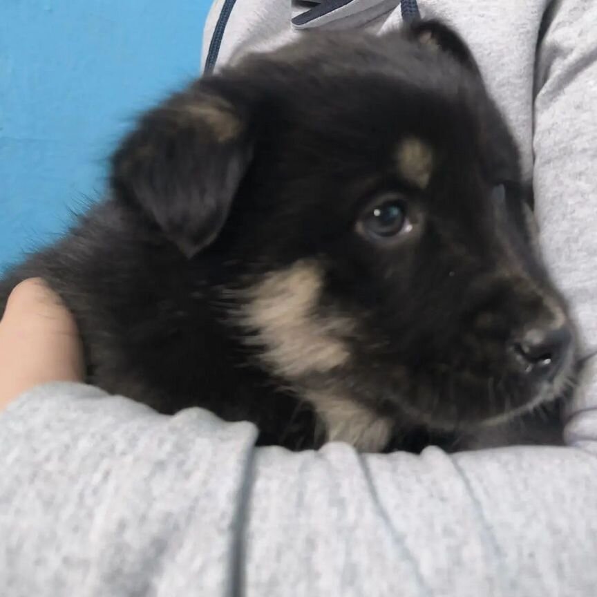 Щенок в добрые руки