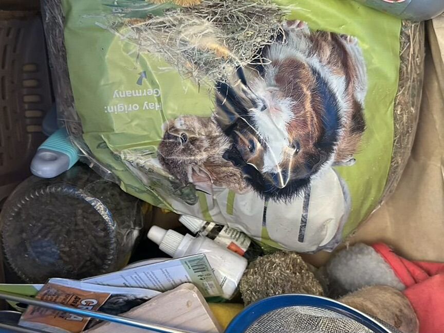 Для шиншиллы