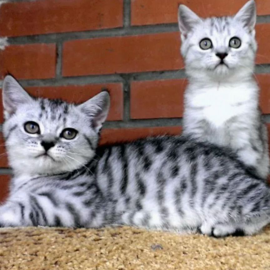 Шикарные шотландские котятки)