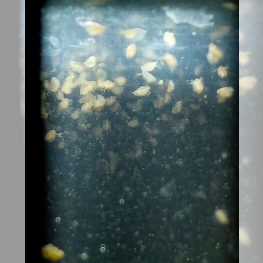 Живые дафнии