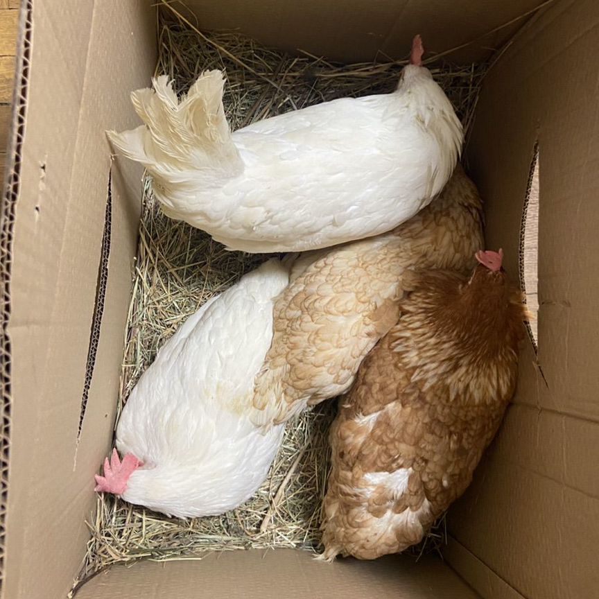 Курицы несушки