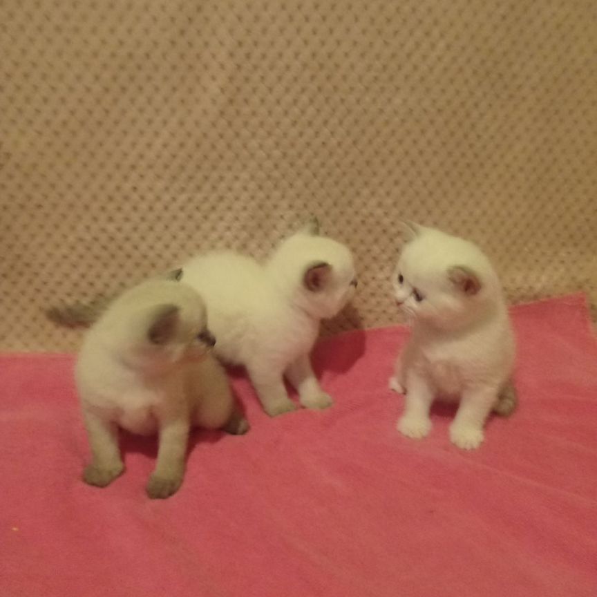 Шотландские котята