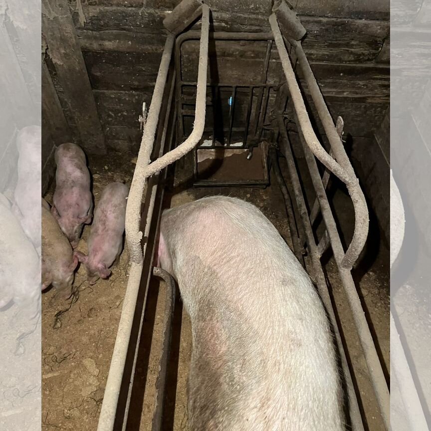 Станок для опороса