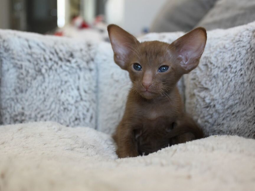 Ориентальные котята