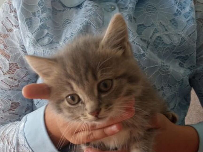 Кошка беспородная