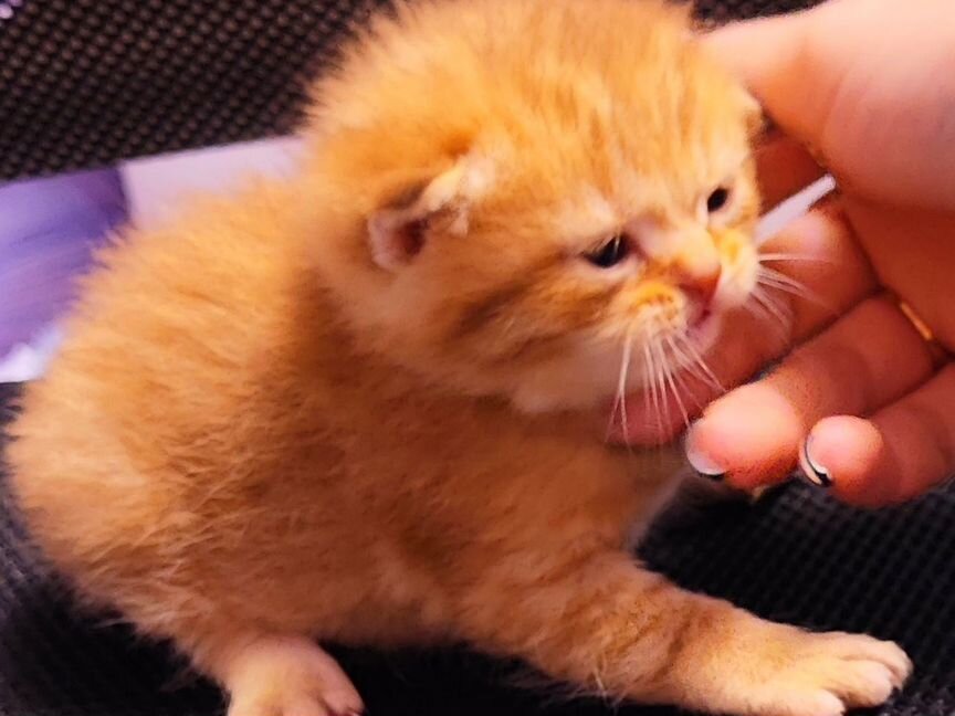 Шотландские котята