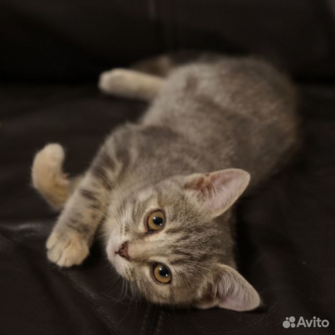 Очаровательные котятки от Шотландской мамы