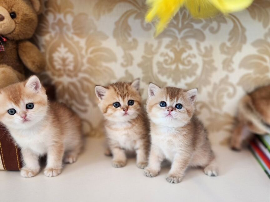 Британские котята