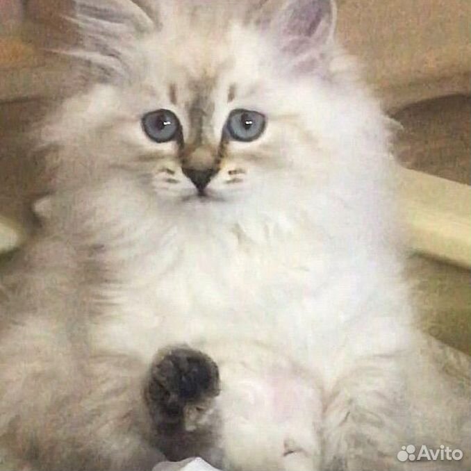 Невская маскарадная девочка необыкновенной красоты