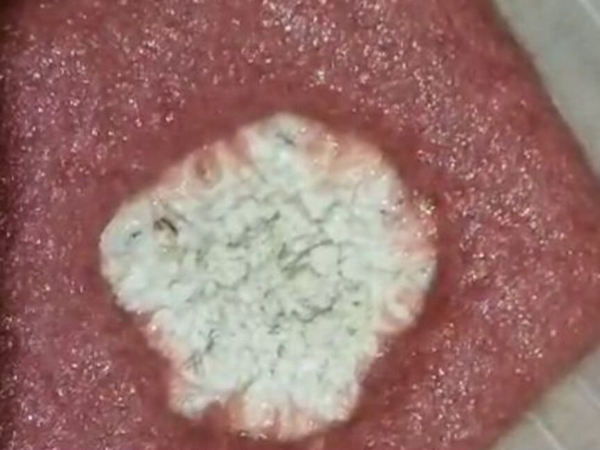 Домашний трубочник Изя (израильский)