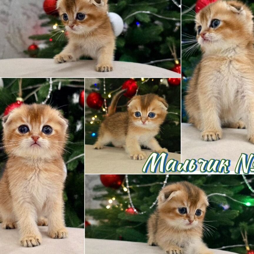 Шотландский вислоухий короткошёрстный котёнок