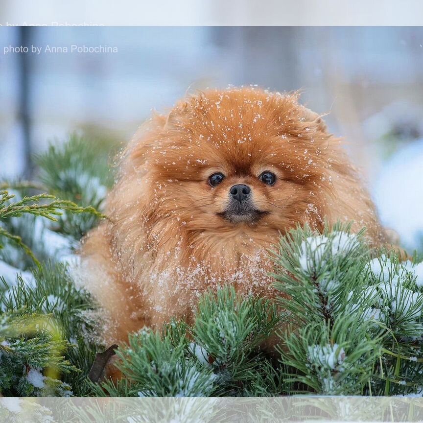 Померанский шпиц, щенок
