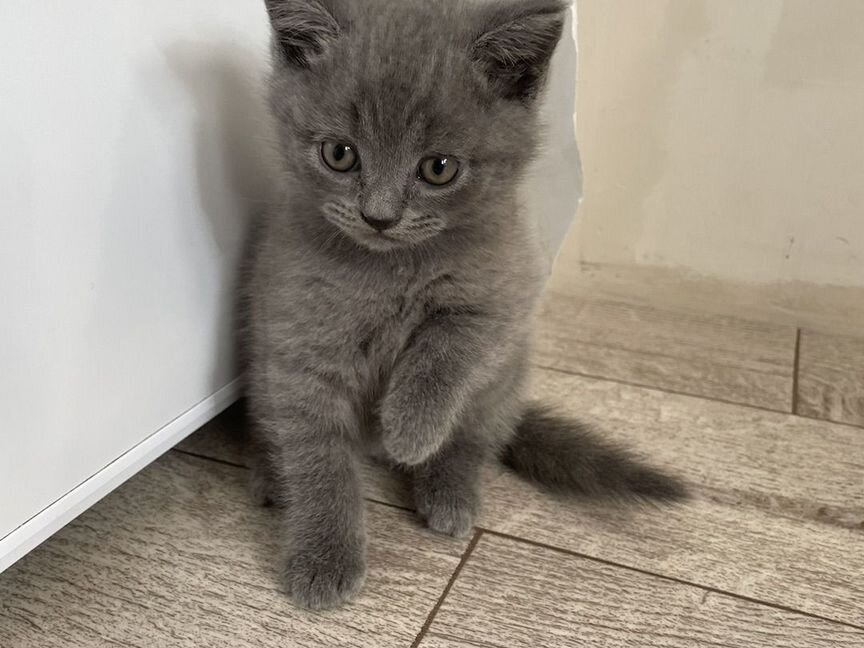 Британский котенок