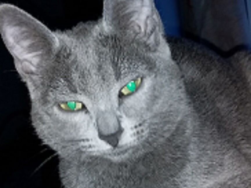 Серебристые котята. Маркизовый окрас