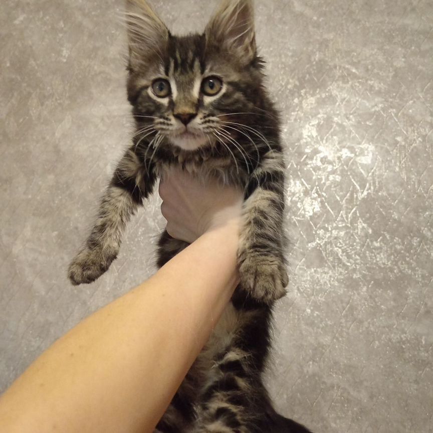 Котята мейн-кун