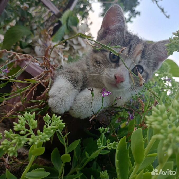 Котенок девочка, возраст 1 месяц, в дар