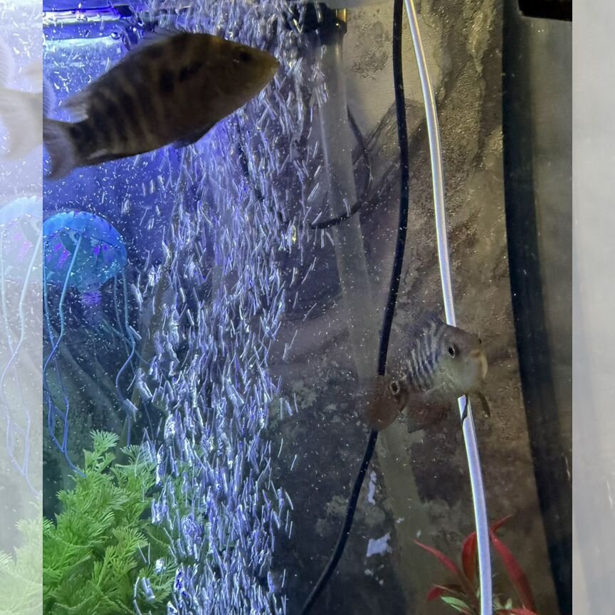 Цихлазома феста пара