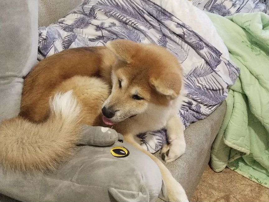 Щенки акита ину