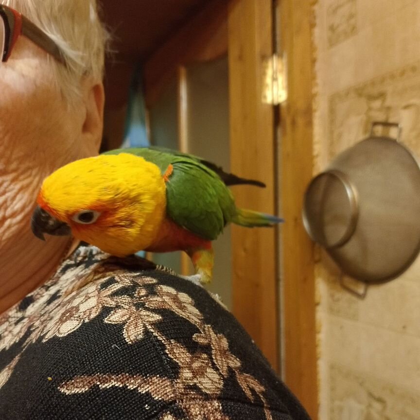 Ручной аратинга