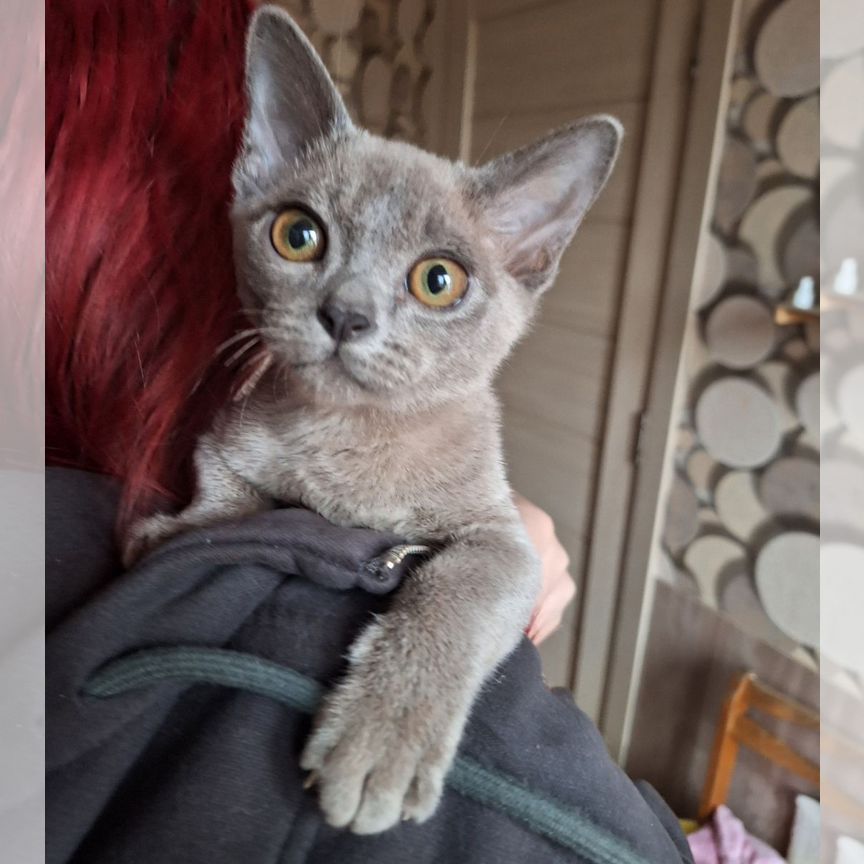 Европейский бурманский котёнок