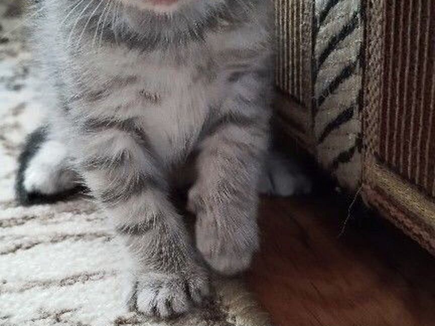 Котенок девочка