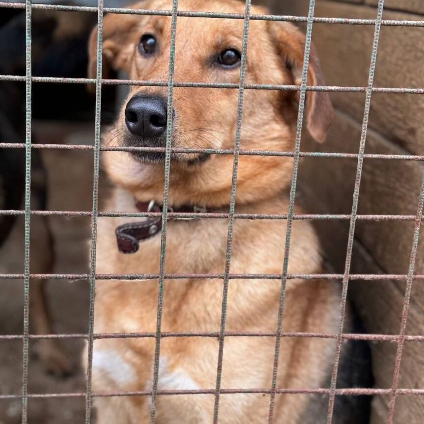 Красивая собака Баффи из приюта в поиске семьи