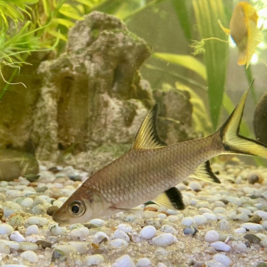 Акулий балу барбус