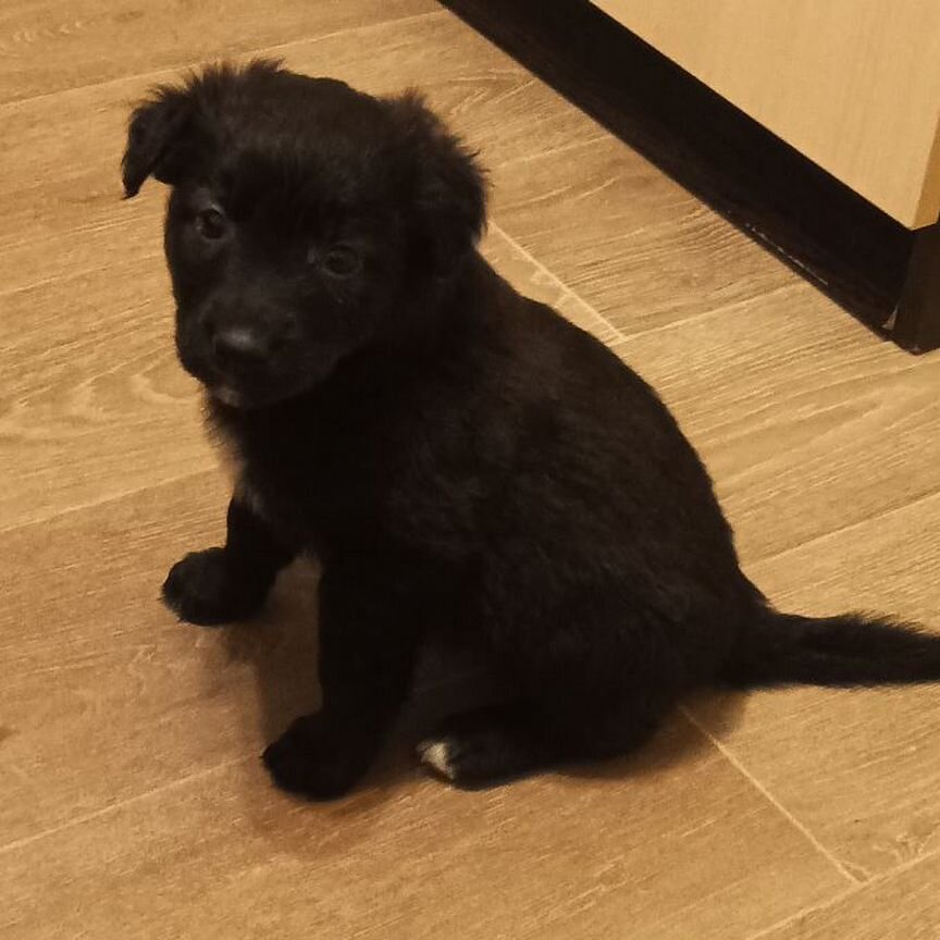 Отдам щенка в хорошие руки