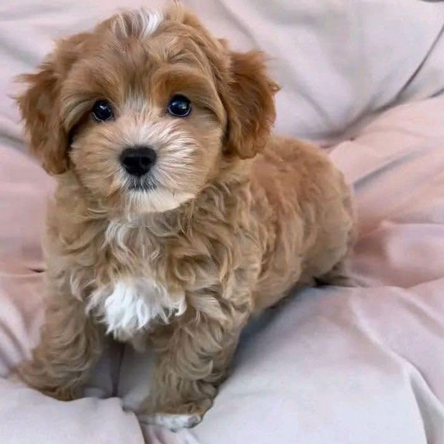 Мальтипу, щенок