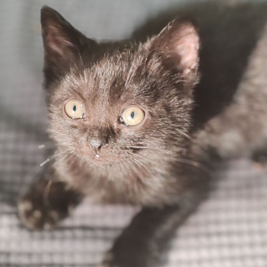 Шотландский вислоухий длинношёрстный котёнок