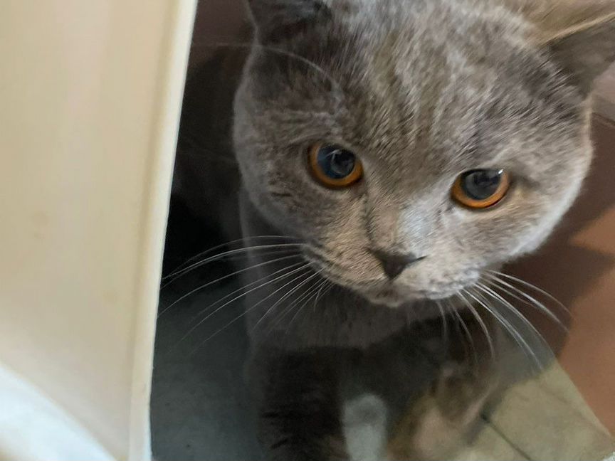 Британский котик