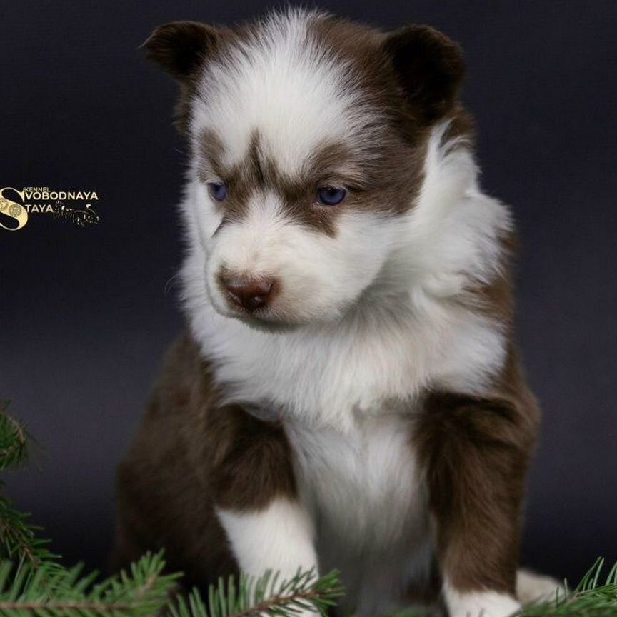 Якутская лайка, щенок