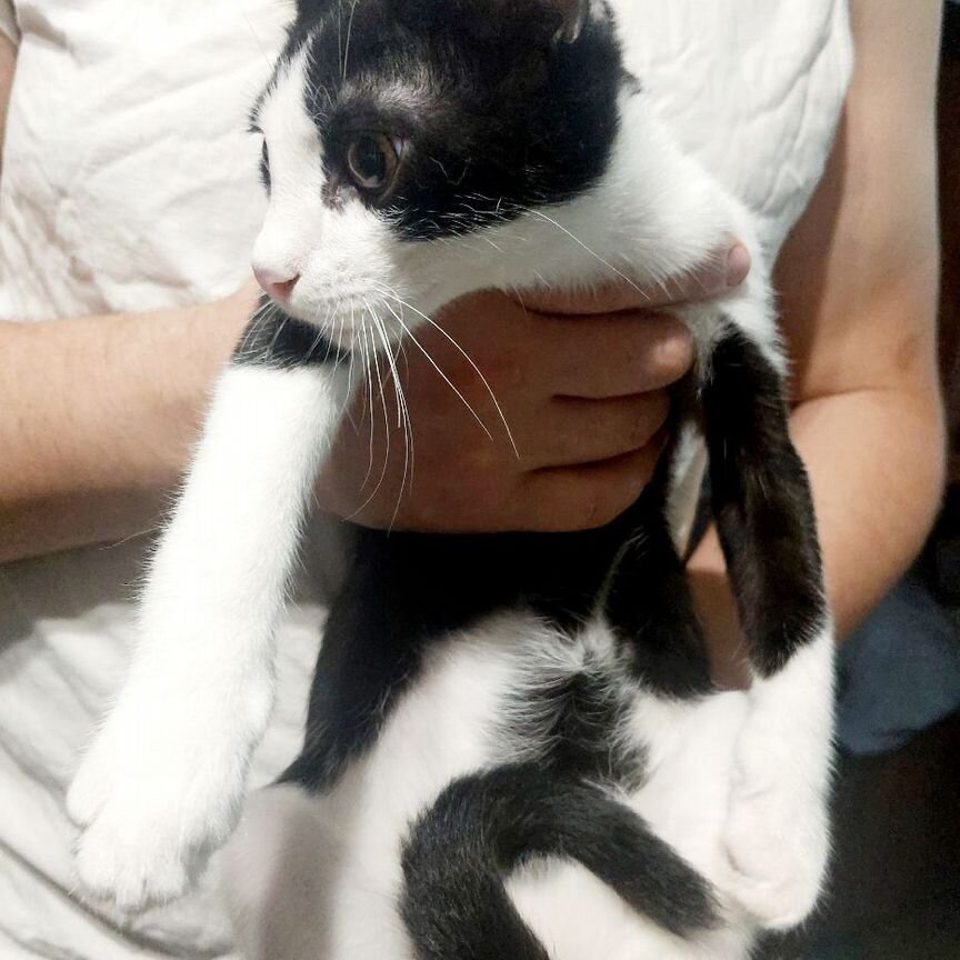 Кот