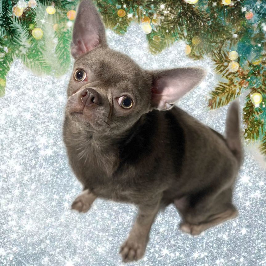 Чихуахуа девочка 1 год