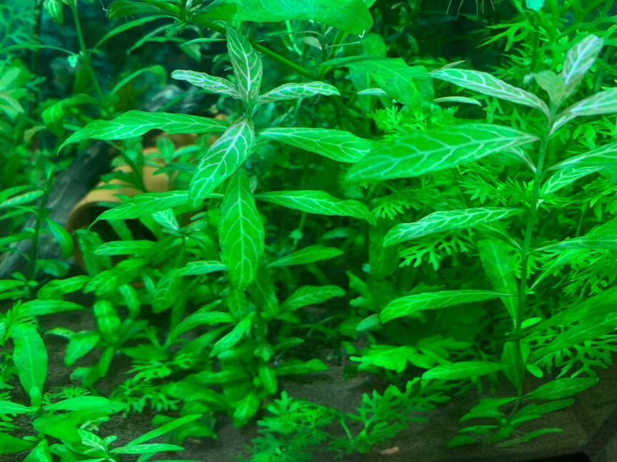Аквариумные растения
