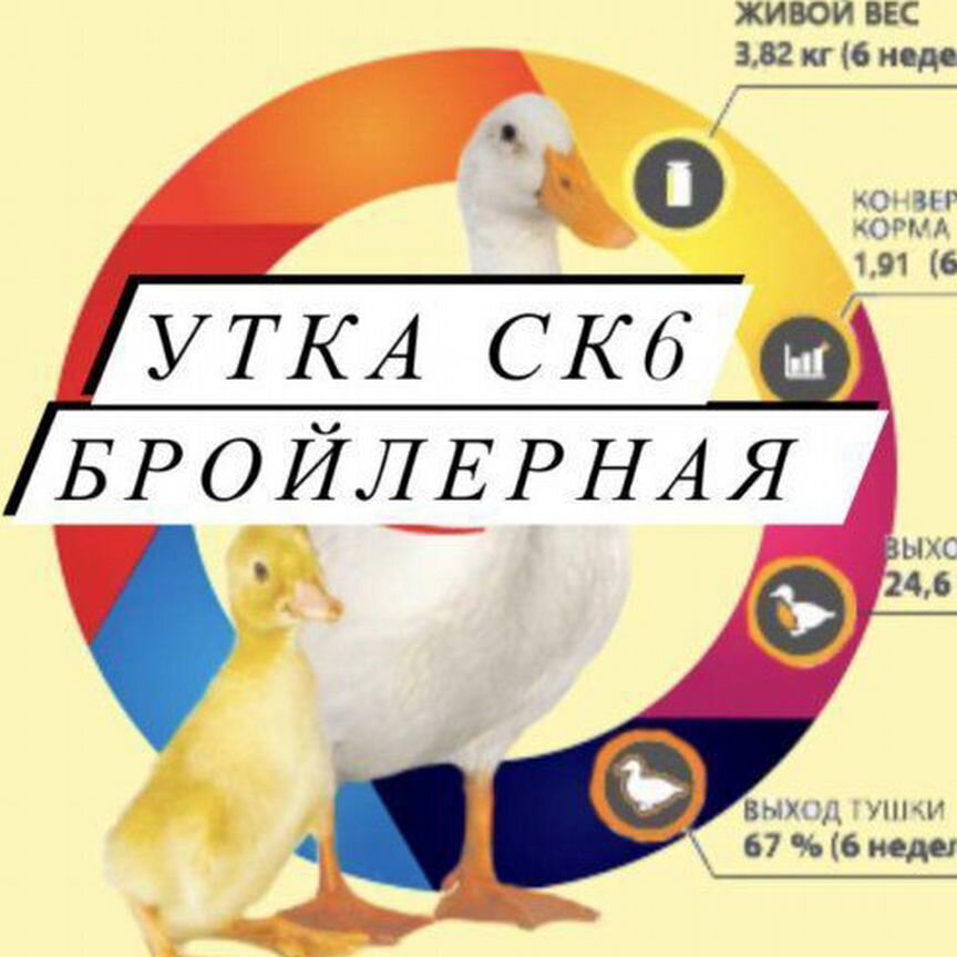 Утки ск 6