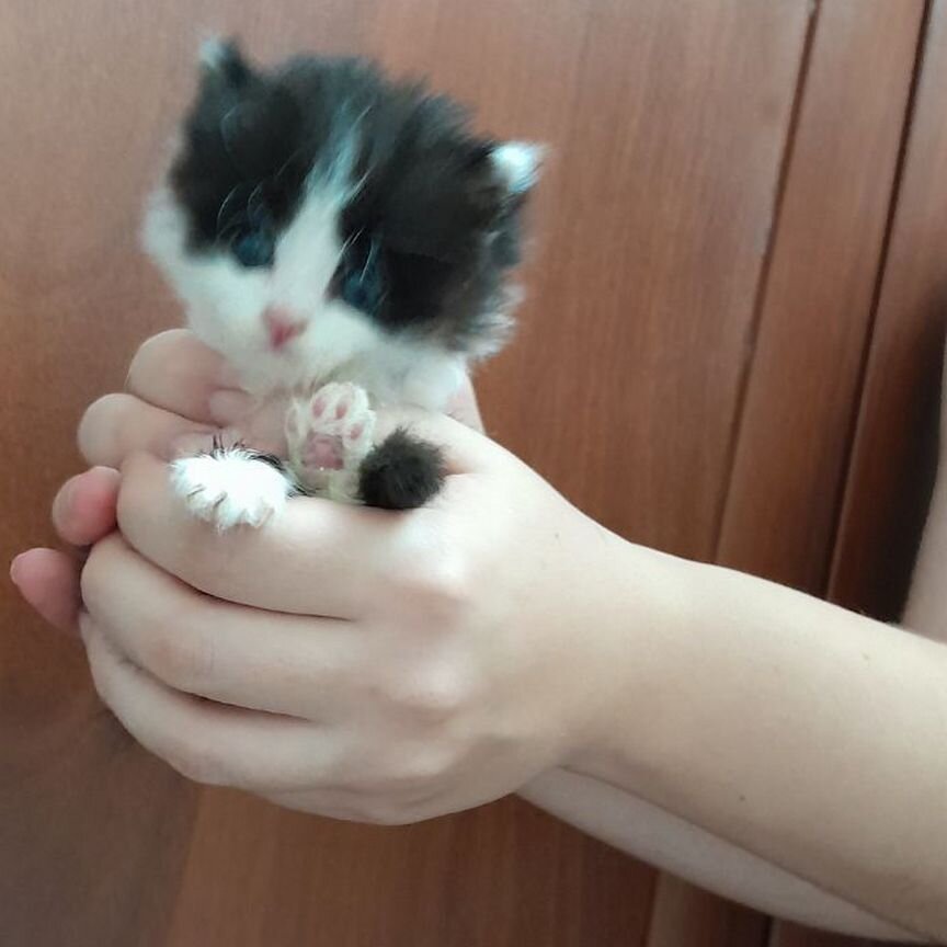 Отдам бесплатно котёнка породистого вислоухого