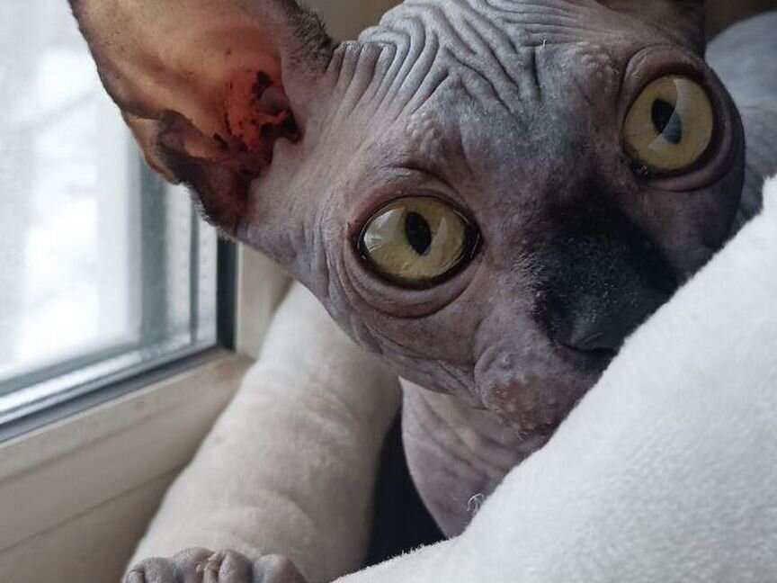 Канадский сфинкс котенок