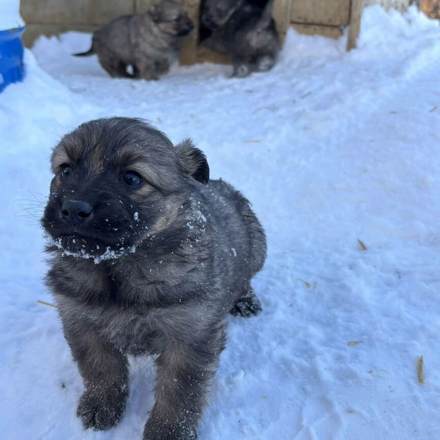 Щенок в добрые руки