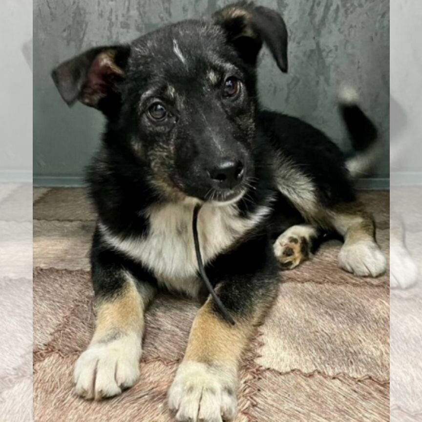 Щенок в добрые руки