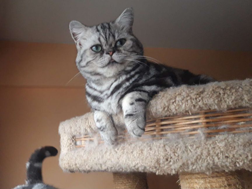 Британский мраморный котик