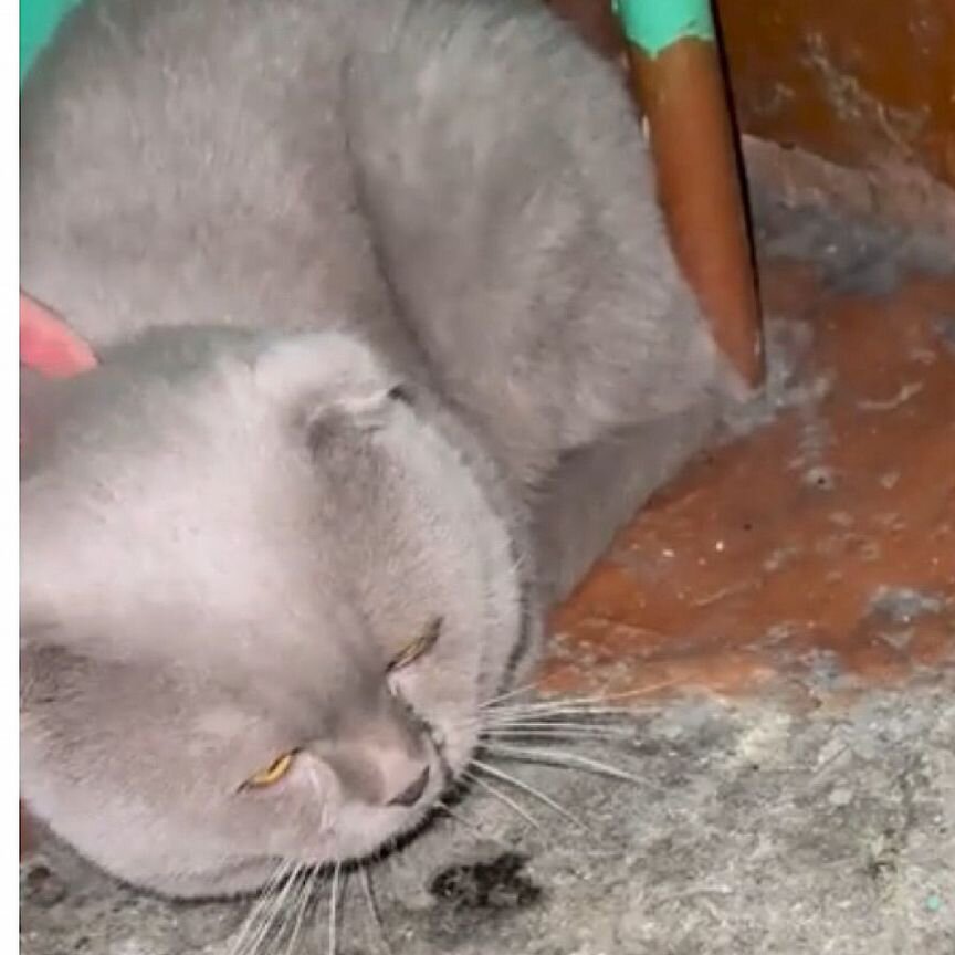 Шотландский вислоухий короткошёрстный кот, взрослый