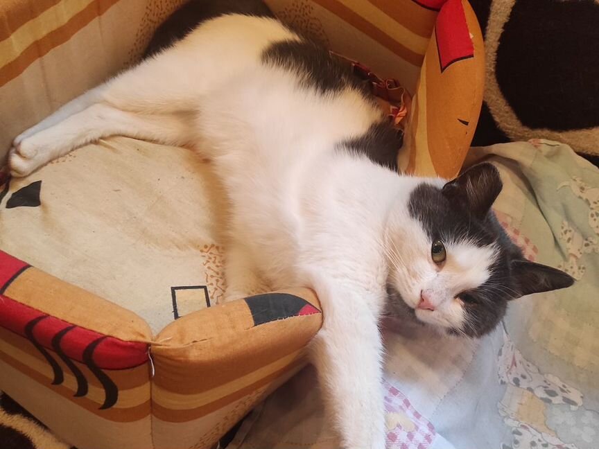 Кошка и кот потеряшки ищут дом