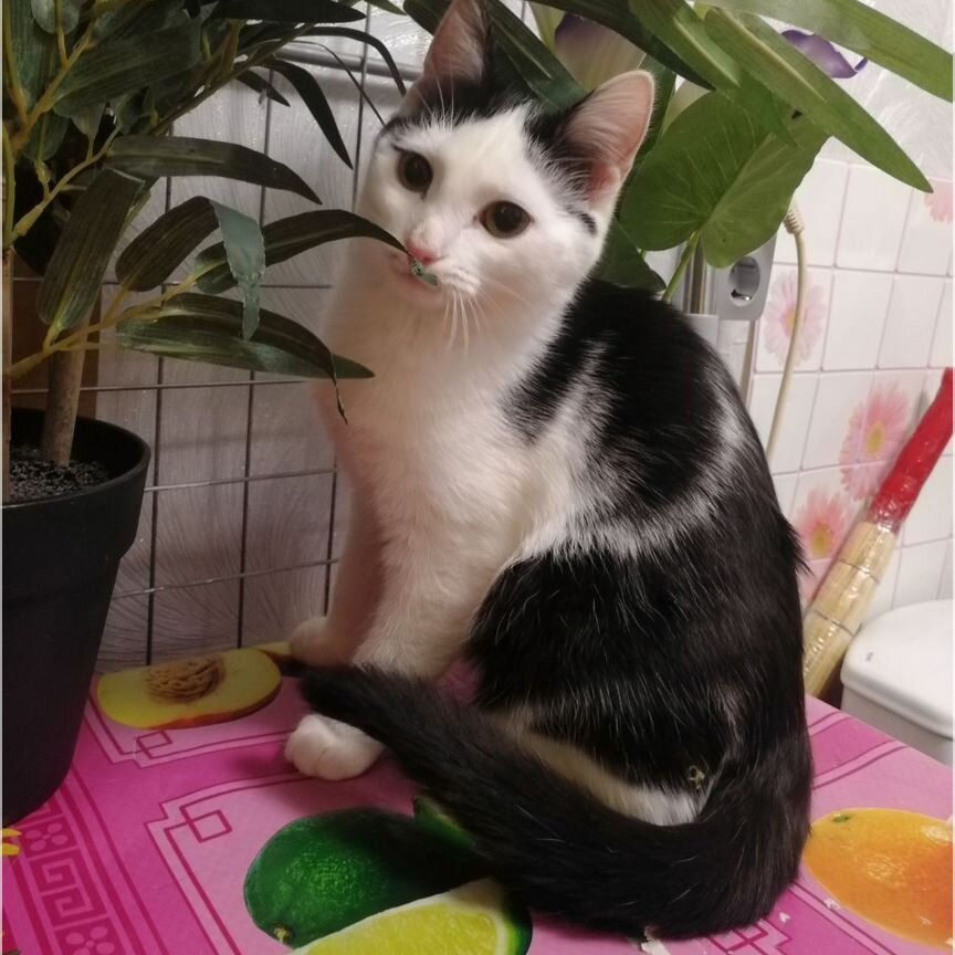 Котёнок в добрые руки