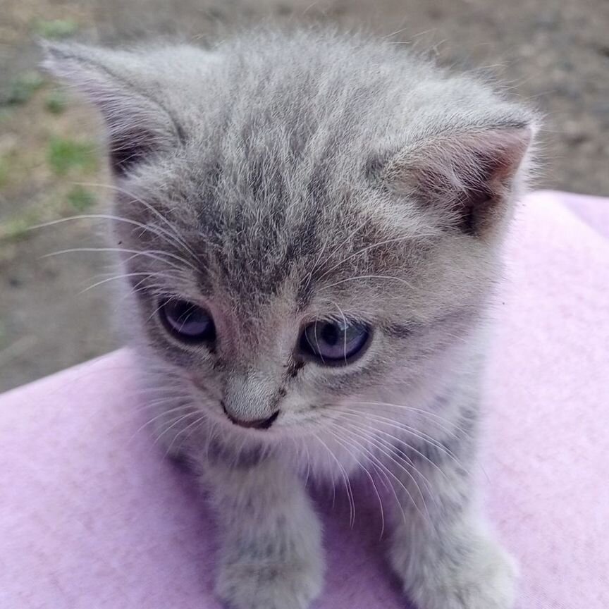 Котята отдам в добрые руки бесплатно шотландцы